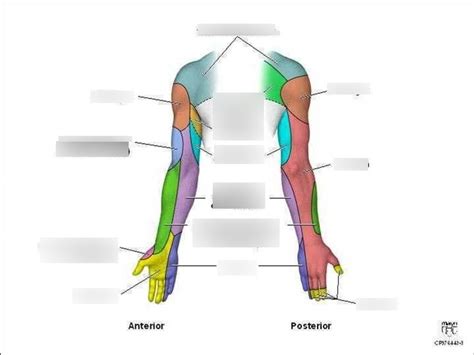 Peripheral Nerve Sensory Innervation Diagram Quizlet