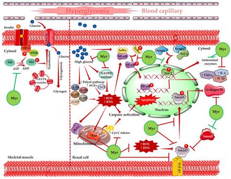 Molecules Free Full Text Myricitrin A Glycosyloxyflavone In Myrica