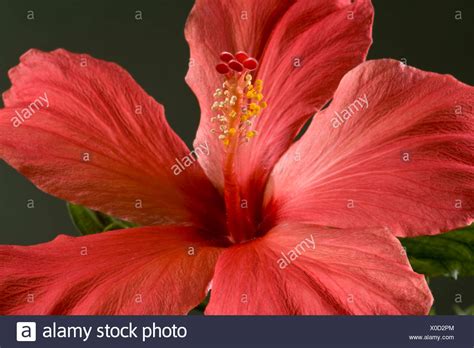 Hibiscus Rosa Sinensis Is The National Flower Of Malaysia High