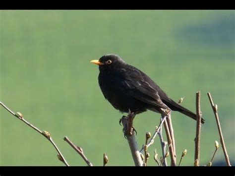 BEST NIGHTINGALE SONG 3 Hours REALTIME Nightingale Singing NO LOOP
