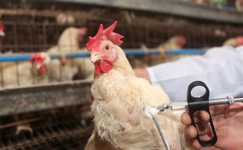 Qué es la gripe aviar cuáles son sus síntomas y cómo se transmite