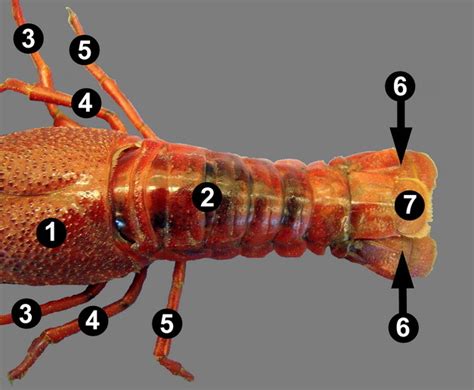 Crayfish External Part Diagram Quizlet