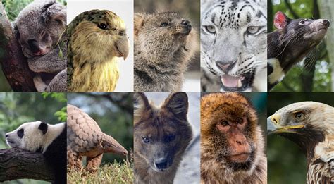 Les animaux menacés et en voie de disparition Conservation Nature