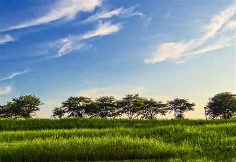 Fotos gratis paisaje árbol naturaleza césped horizonte nube