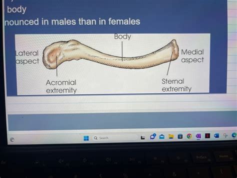 Chapter Clavicle Scapula Ac Joints Flashcards Quizlet