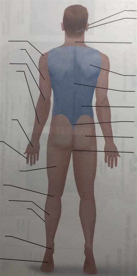 Regional Terms Posterior Diagram Quizlet