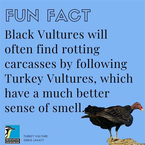 Amazing Facts About The Two Types Of Vultures In Texas Facts Habitat
