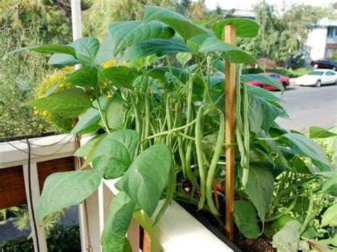 Les 20 Légumes Les Plus Faciles à Faire Pousser En Pot in 2024