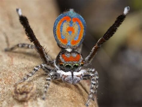 Jurgen Otto S Peacock Spiders A Gallery From Afternoons Rnz National