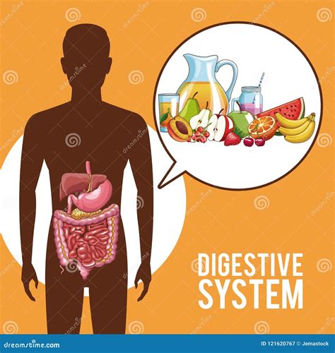 Digestive System Poster Stock Vector Illustration Of Biology 121620767