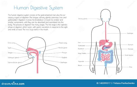 Ejemplo Aislado Vector Del Sistema Digestivo Ilustración del Vector