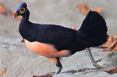620 Koleksi Gambar Burung Maleo Terbaru Gambar Hewan