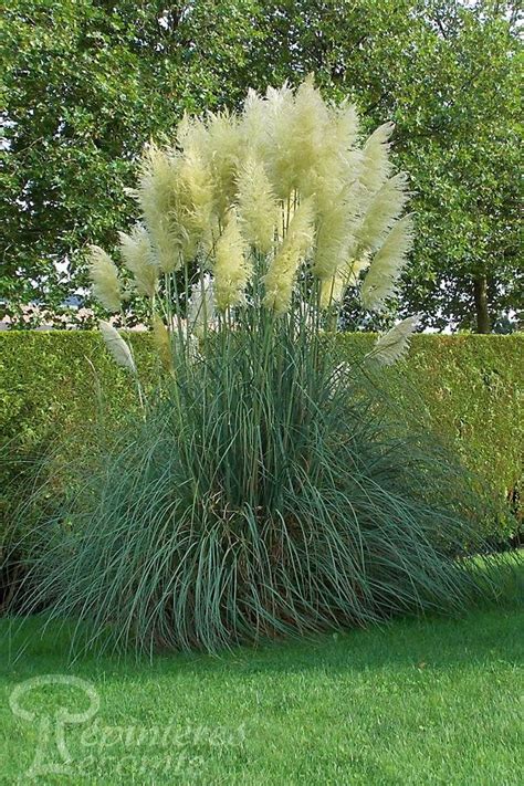 Bienvenue Influent Birmanie Fleur De La Pampa Bandit Quivalent Conseill