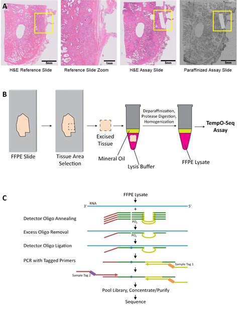 Processing FFPE Samples For The TempO Seq Assay A Examples Of Slides
