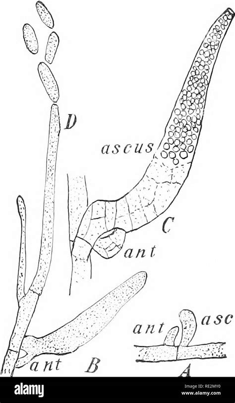 Hemiascomycetes Hi Res Stock Photography And Images Alamy