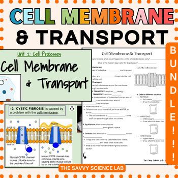 Cell Membrane And Transport Doodle Notes Presentation Bundle Tpt