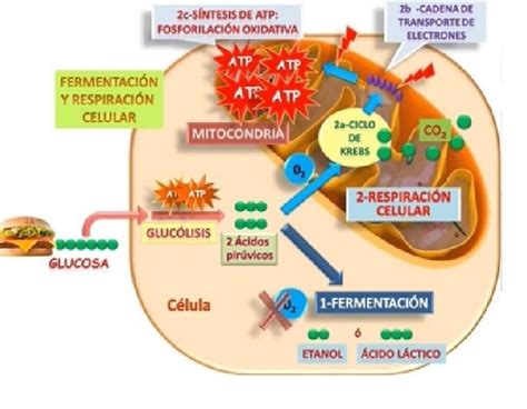 Respiración Celular en el ser humano Mind Map