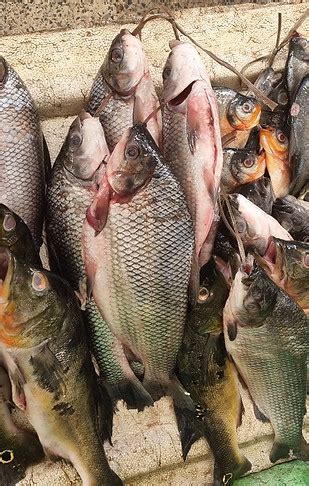 Curimatã Guia de Peixes Comercializados em Monte Alegre
