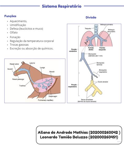 Sistema Respirat Rio Veterin Ria Histologia Veterin Ria