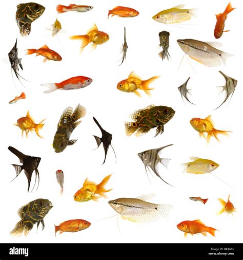 Different Types Of Aquarium Fishes With Names