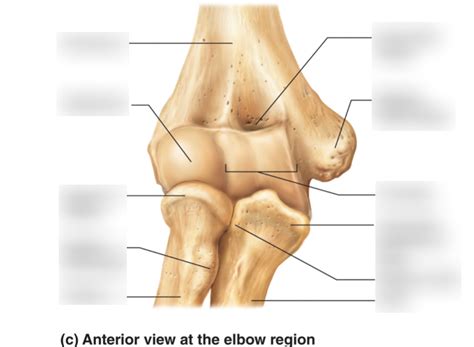 Humerolunar Joint Elbow Anterior View Diagram Quizlet