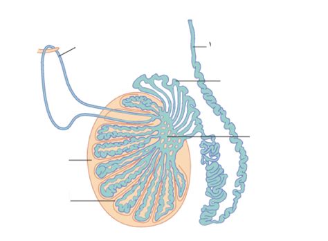 Cross Section Of Testis Diagram Quizlet