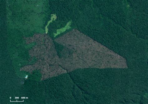 Desmatamento da Amazônia tem queda de 60 no primeiro semestre Imazon