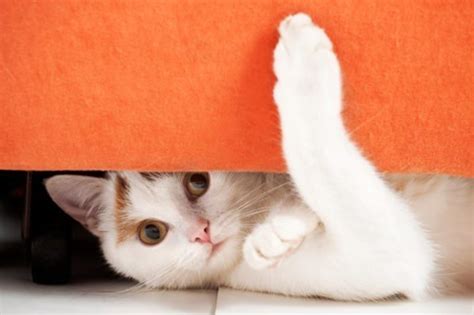 5 comportamentos comuns dos gatos Estimação