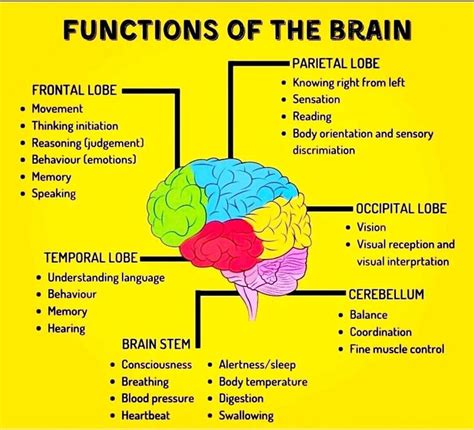 Functions Of The Brain Brain Anatomy And Function Basic Anatomy And
