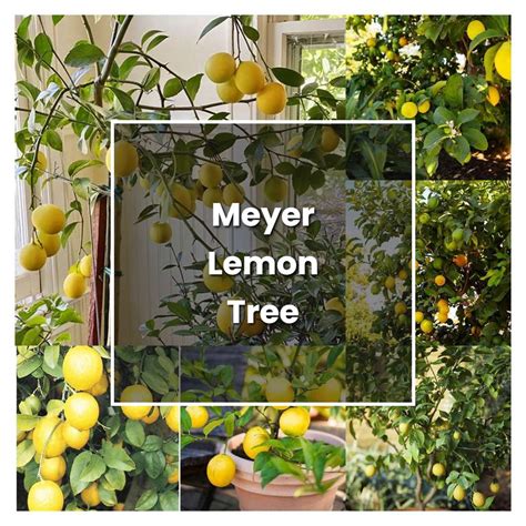How To Grow Meyer Lemon Tree Plant Care Tips Norwichgardener