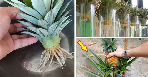 Comment faire pousser un ananas étape par étape à la maison