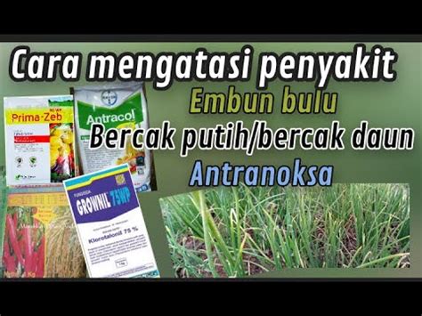 Part Cara Mengatasi Penyakit Embun Bulu Bercak Putih Antranoksa