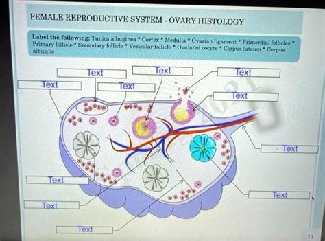 FEMALE REPRODUCTIVE SYSTEM OVARY HISTOLOGY Label The Following