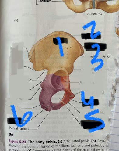 Pelvic Girdle Flashcards Quizlet