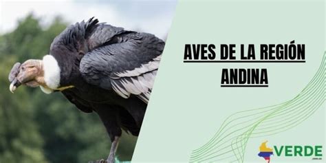 Aves De La Regi N Andina Colombia Verde