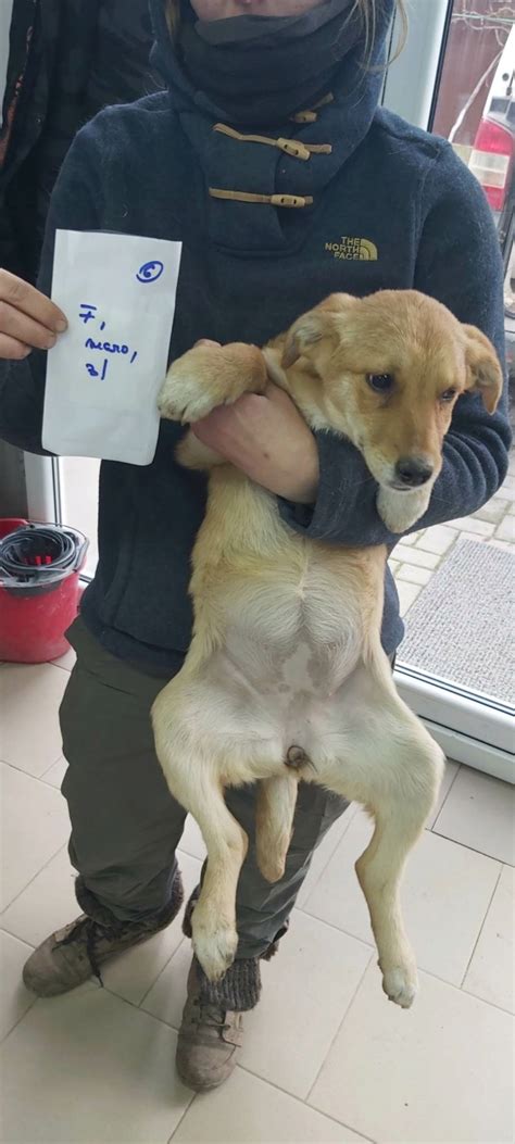 VAÏA ex DONNA chiot femelle de taille moyenne à grande à l âge