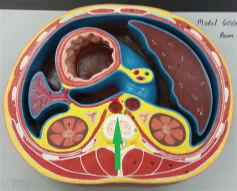 BIO 142 Practical 2 Digestive System Transverse Abdomen Flashcards