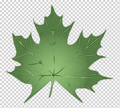 Hoja De Arce Rbol Arce Negro Verde Planta Plano Planta Le Osa
