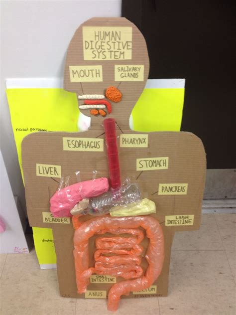 Grade Science Human Organ Model Using Recyclable Materials Human