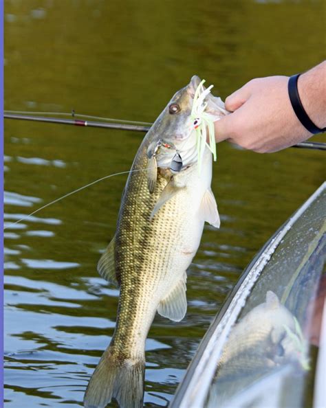 Tips For Fall Bass Fishing