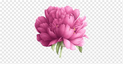 Recopilación imagen 100 flores acuarela png sin fondo Abzlocal mx