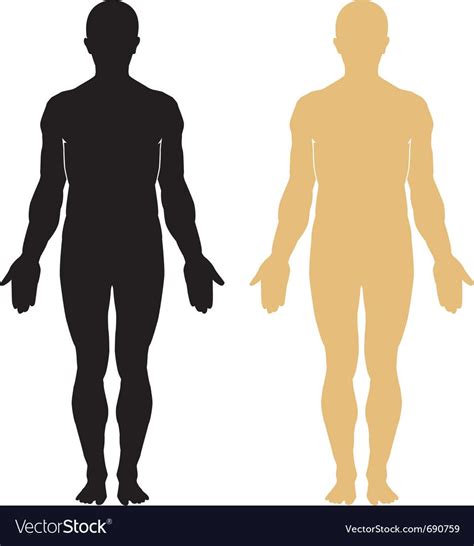 Human Body Royalty Free Vector Image VectorStock Sponsored
