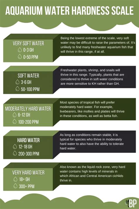 Understanding The Importance Of Water Hardness For Betta Fish Betta