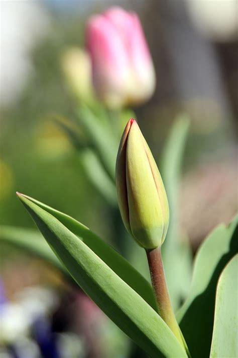 Tulipan Wiosna Kwiat Darmowe Zdj Cie Na Pixabay Pixabay