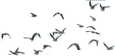 Bird In Flight PNG Transparent Bird In Flight PNG HDPng