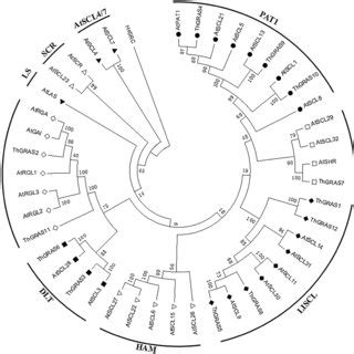 Phylogenetic Tree Constructed With The Neighbor Joining Method Using