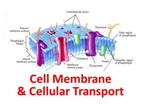 Biology Chapter 3 Cell Membrane And Transport Diagram Quizlet