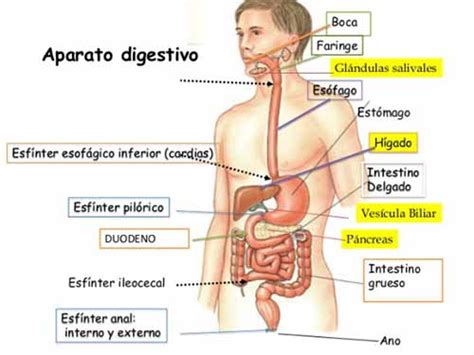 El Aparato Digestivo Por Qu Enfermamos