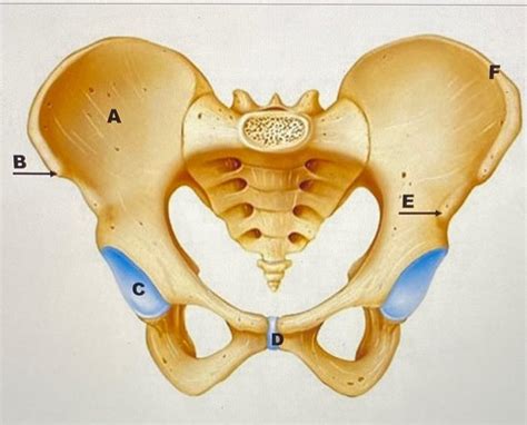 Solved Identify The Bone Markings A B C D E F F A Chegg