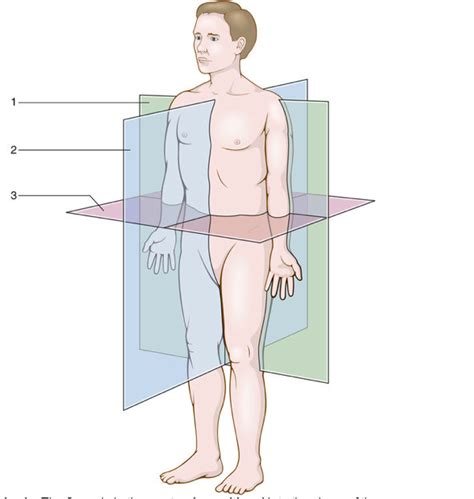 Planes Of The Body Diagram Quizlet